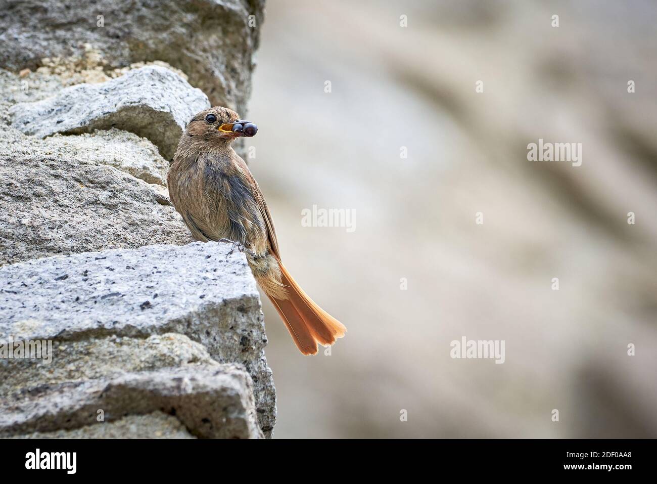 Black redstart female bird with fruits in her beak (Phoenicurus ...