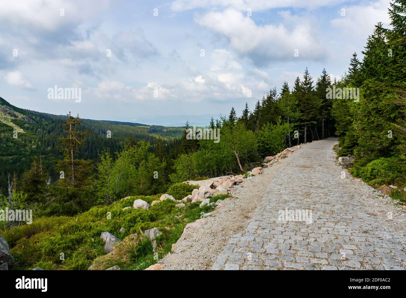 A beautiful landscape shot of a pathway into the green vibrant forest ...