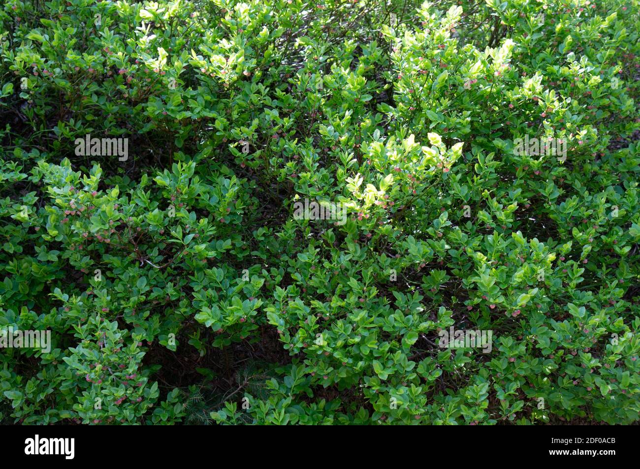 A landscape shot of vibrant green bushes Stock Photo - Alamy