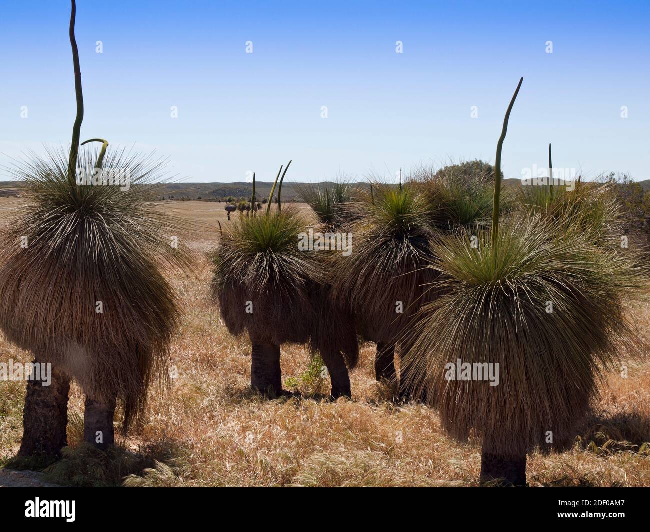 Balga hi-res stock photography and images - Alamy