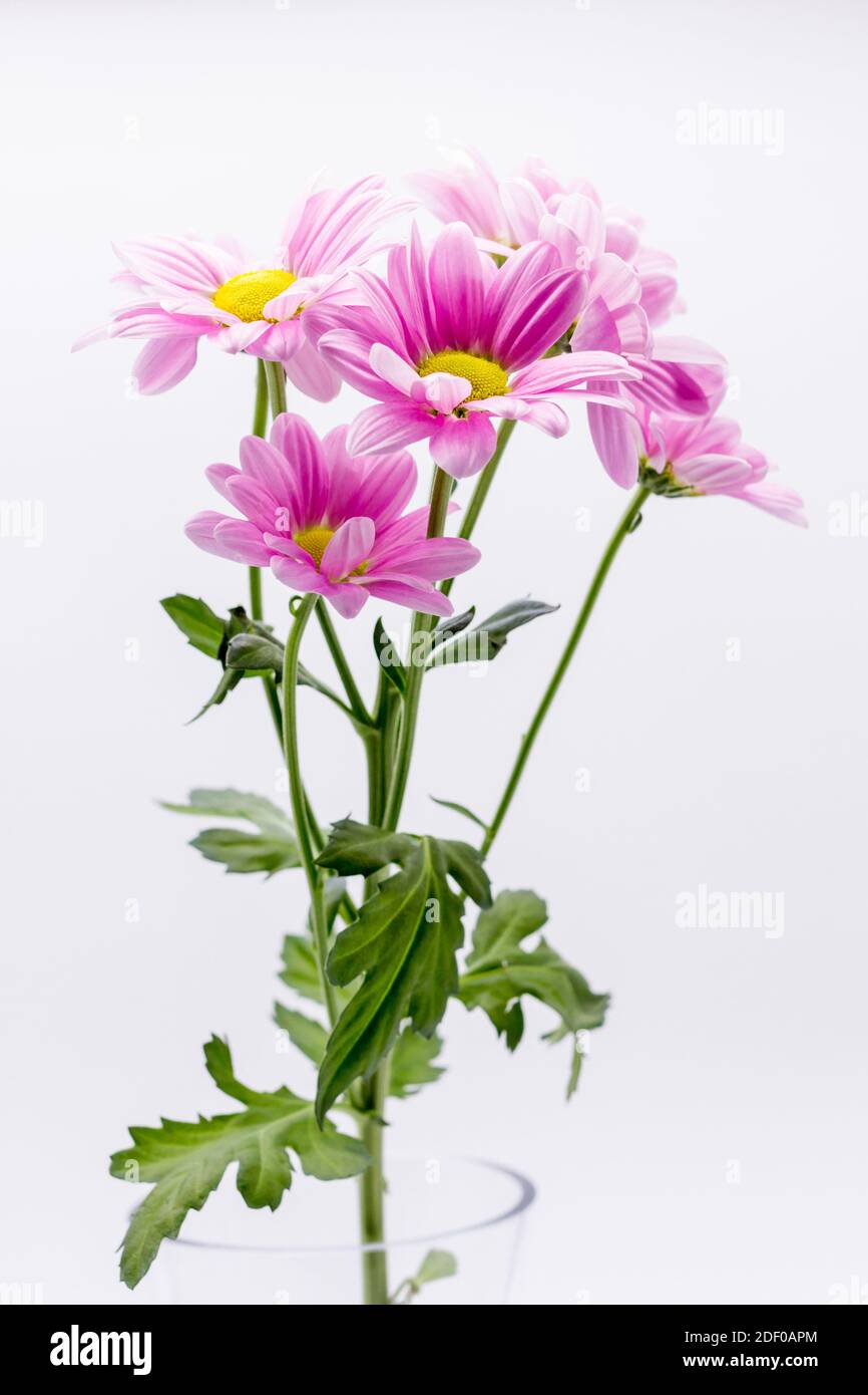 Chrysanths High Resolution Stock Photography and Images - Alamy