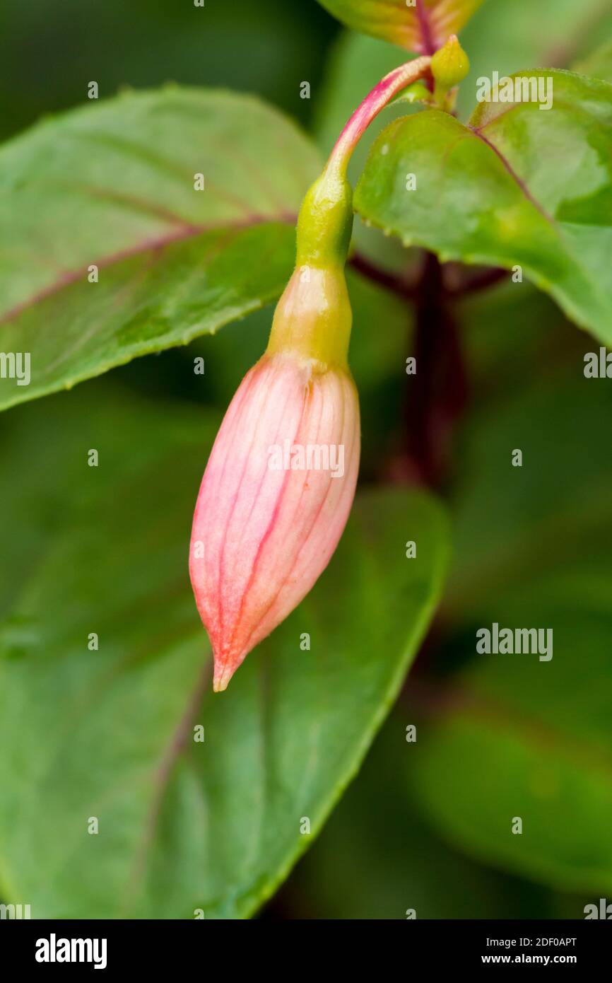 Fuchsia pink elephant hi-res stock photography and images - Alamy