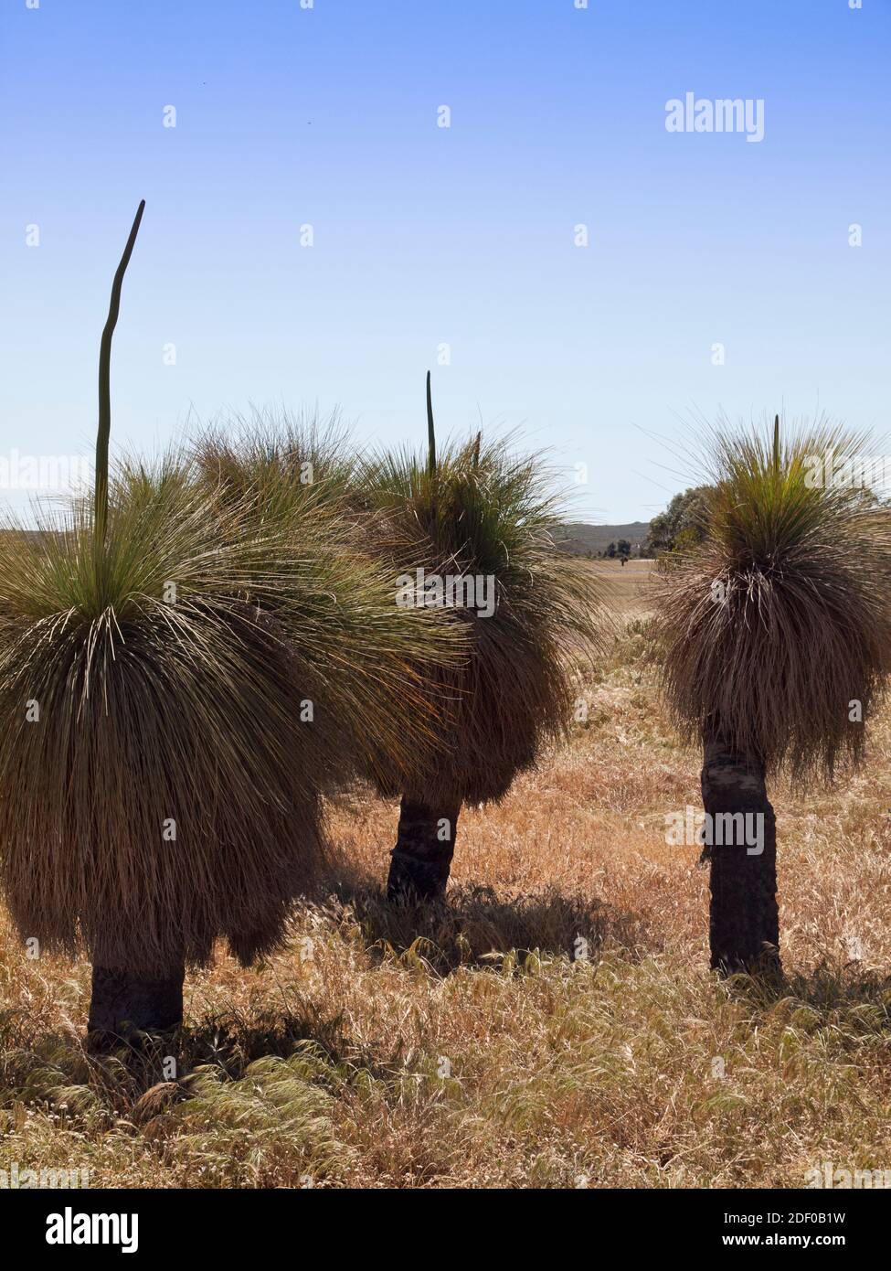 Small clump of Balga (Xanthorrhoea preissii) grasstrees on roadside ...