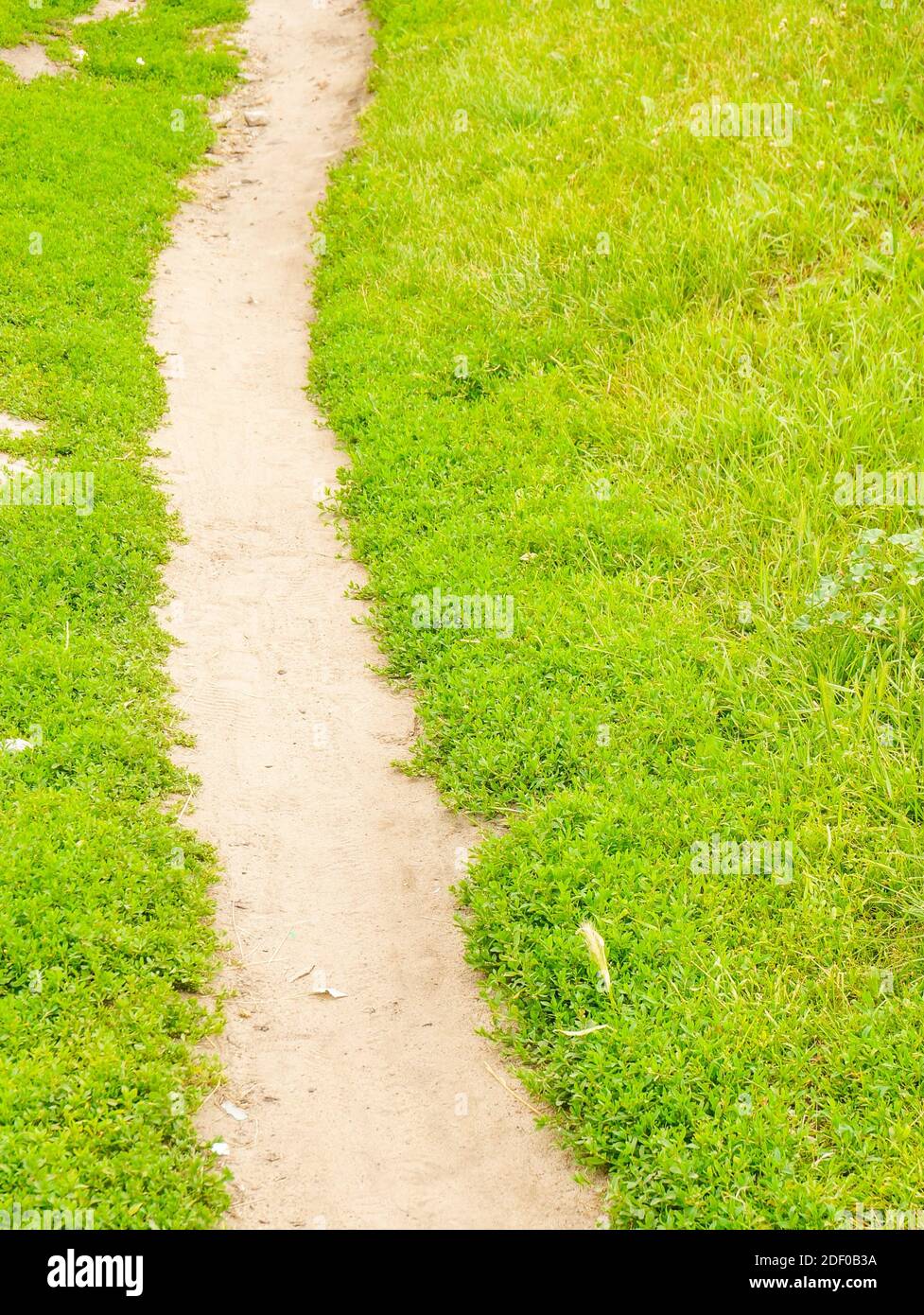 A small path going between green grass and weed Stock Photo - Alamy