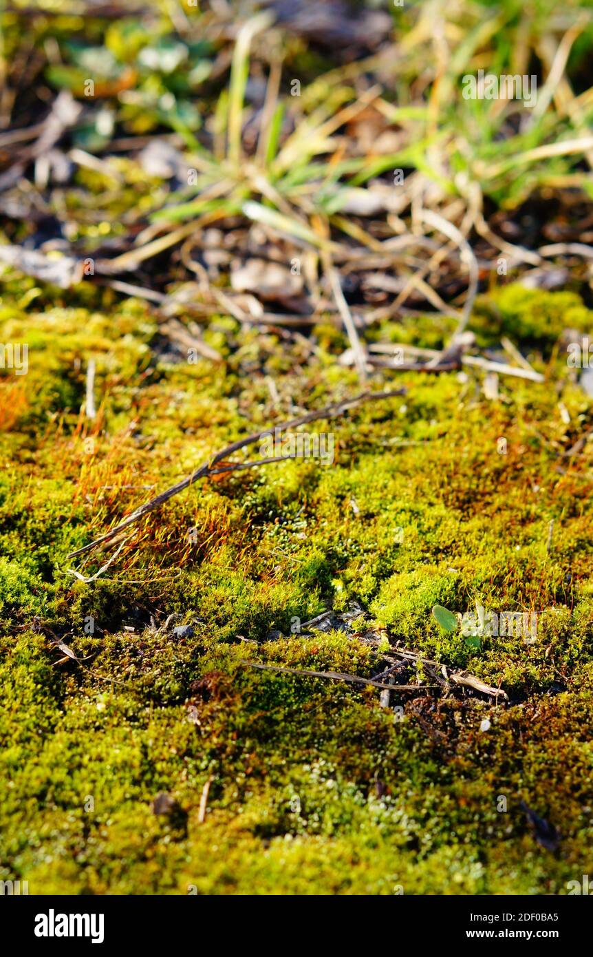 A soft focus shot of a mossy ground with blurry grasses Stock Photo - Alamy