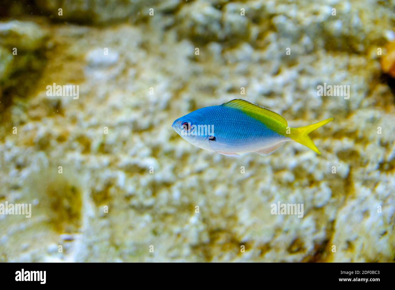 caesio teres fish striking with its colors Stock Photo - Alamy