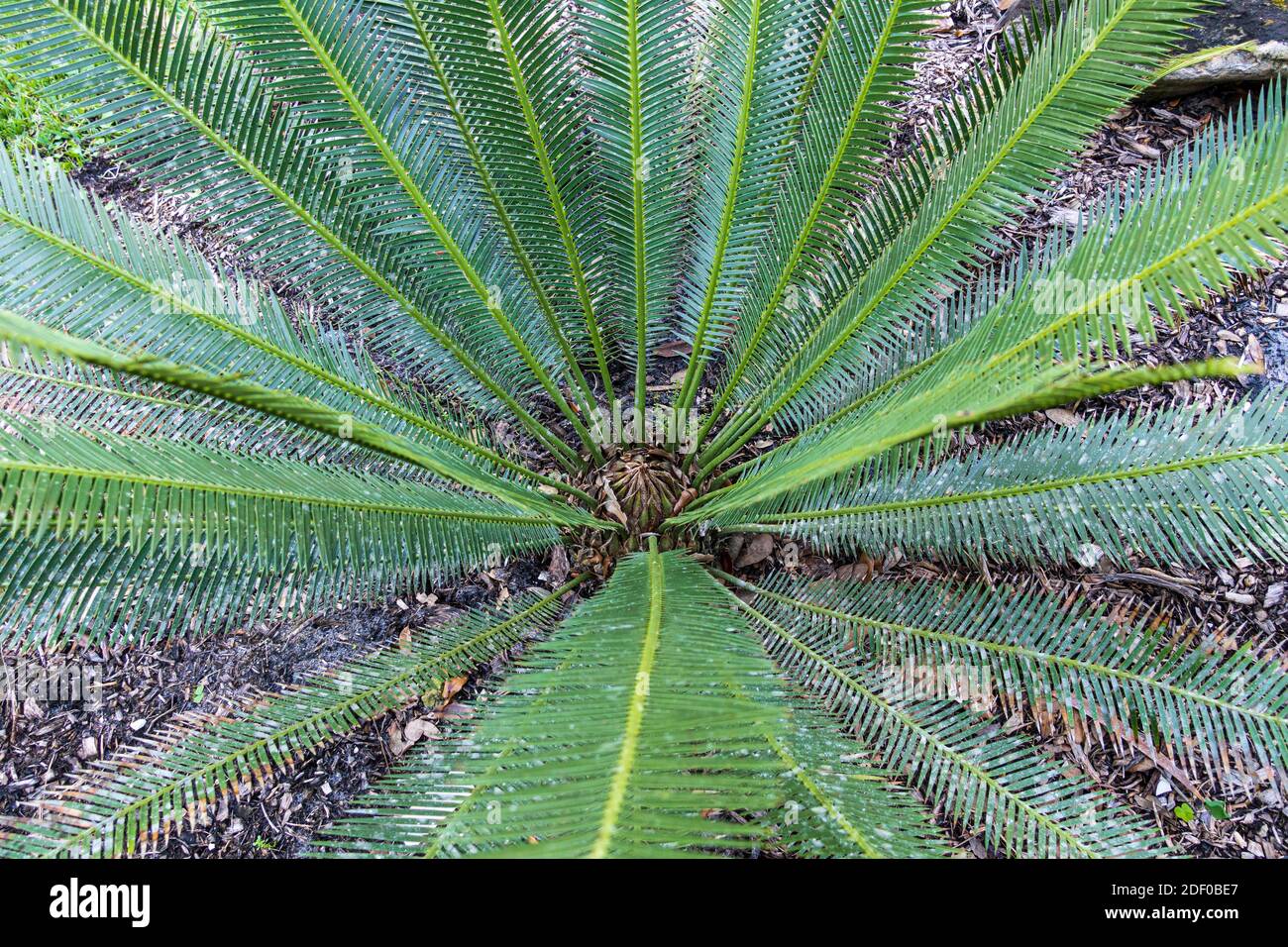 Dioon hi-res stock photography and images - Alamy