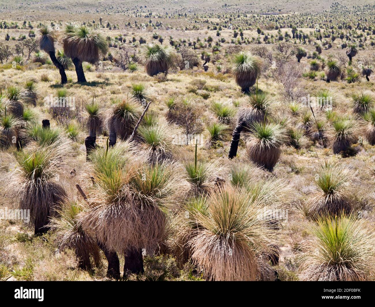 Balga hi-res stock photography and images - Alamy