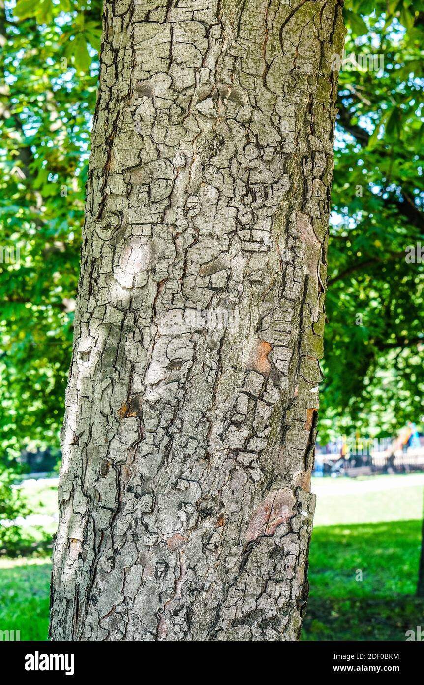 A vertical image of a tree trunk with bark detail against a greenery ...