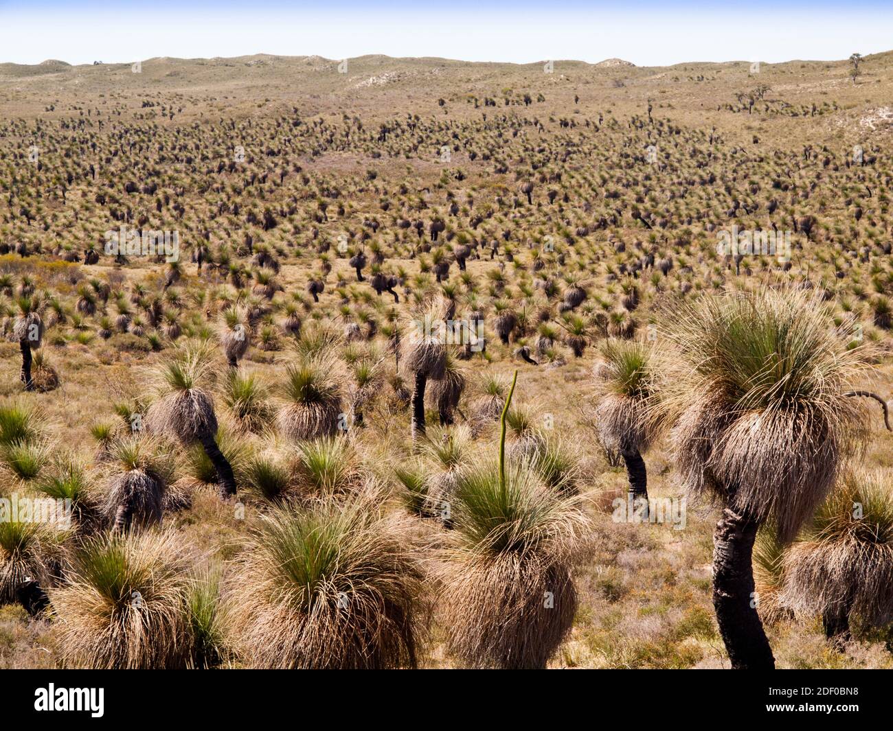 Balga hi-res stock photography and images - Alamy