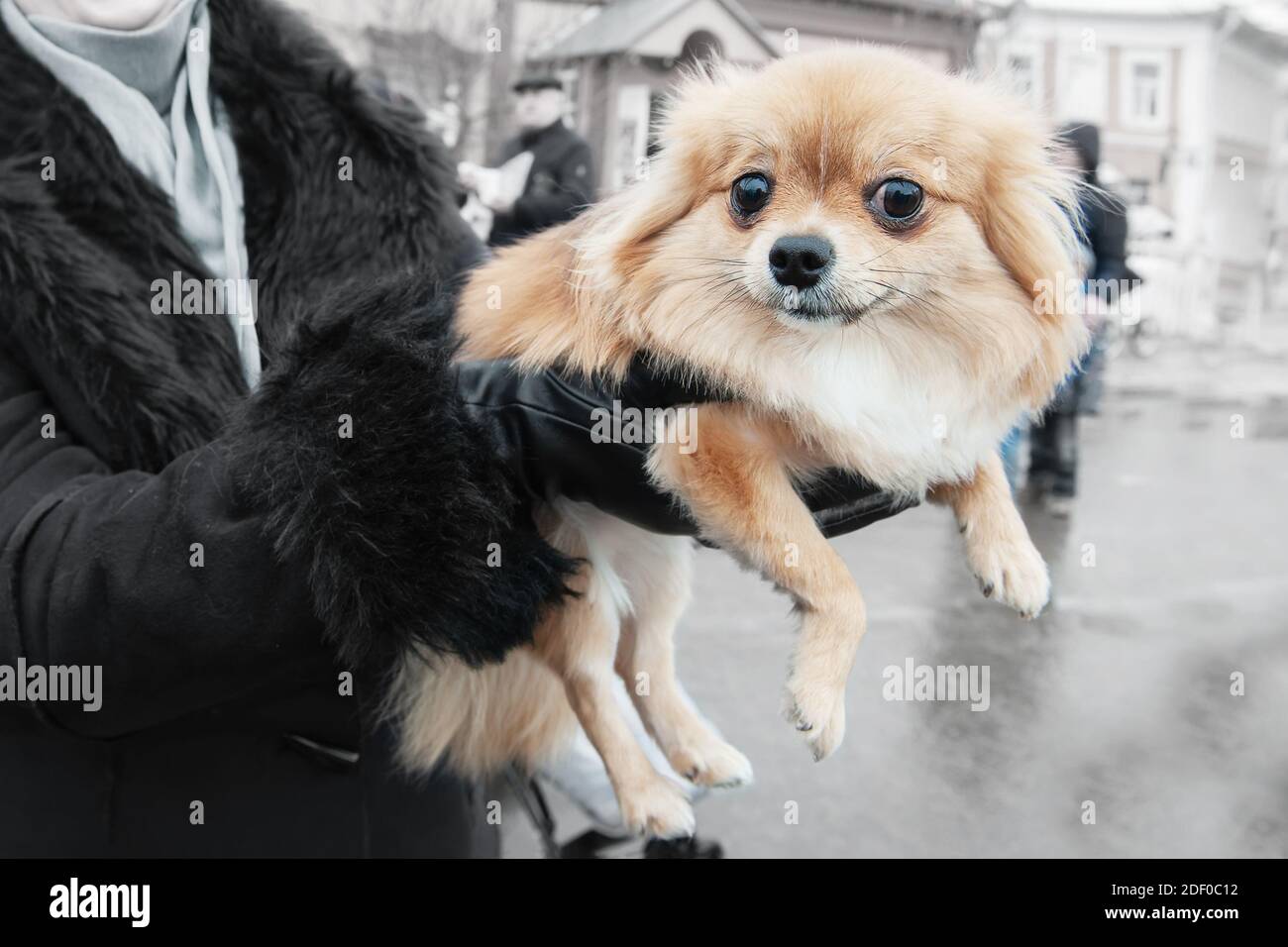 small dog is sitting in the owner's arms. breeds of miniature lapdogs ...