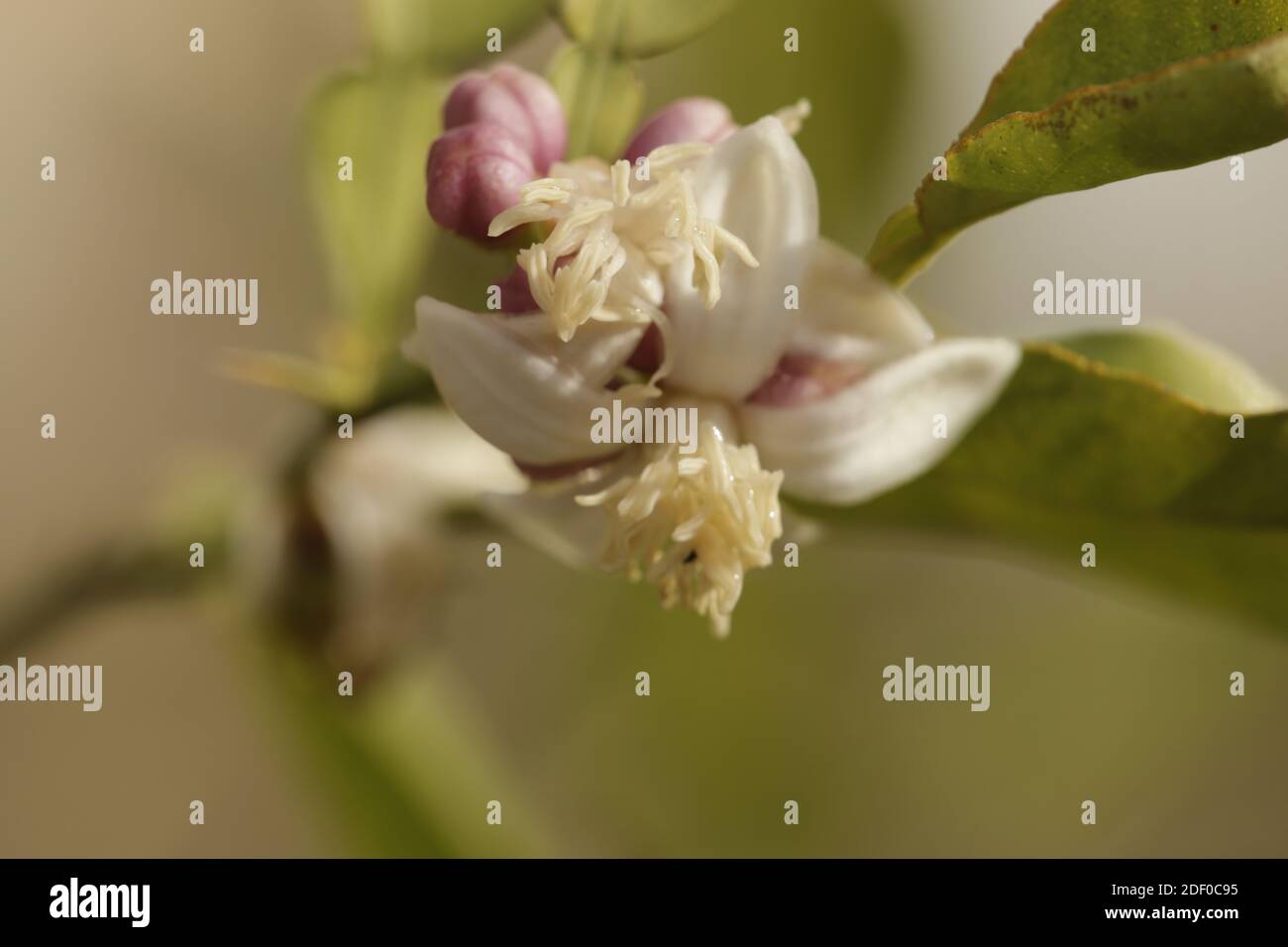 Orange tree white flowers buds hi-res stock photography and images - Alamy