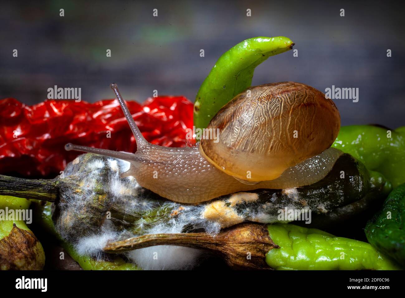Sleazy hi-res stock photography and images - Alamy