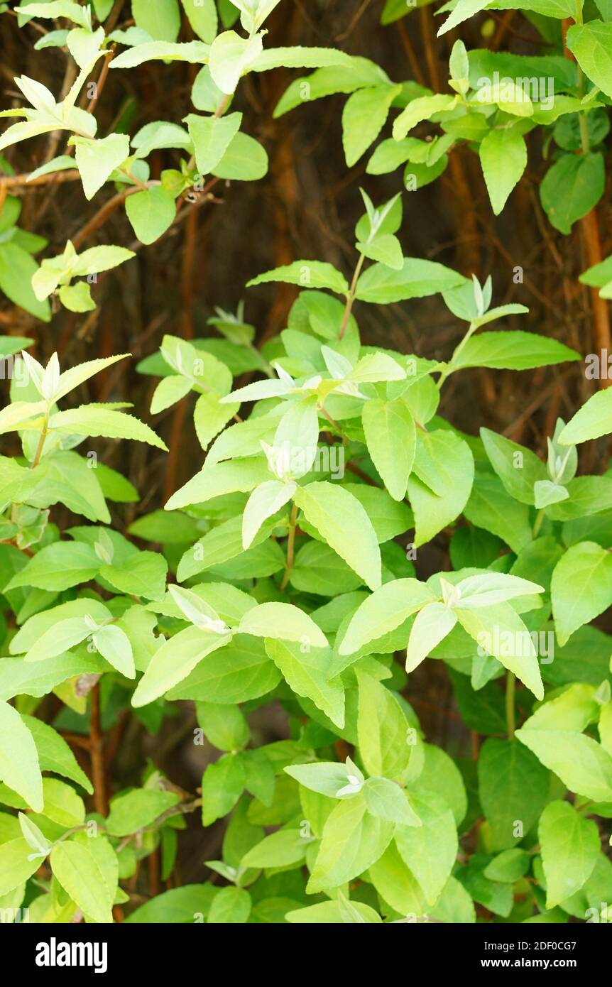 Leaf vertical image hi-res stock photography and images - Alamy