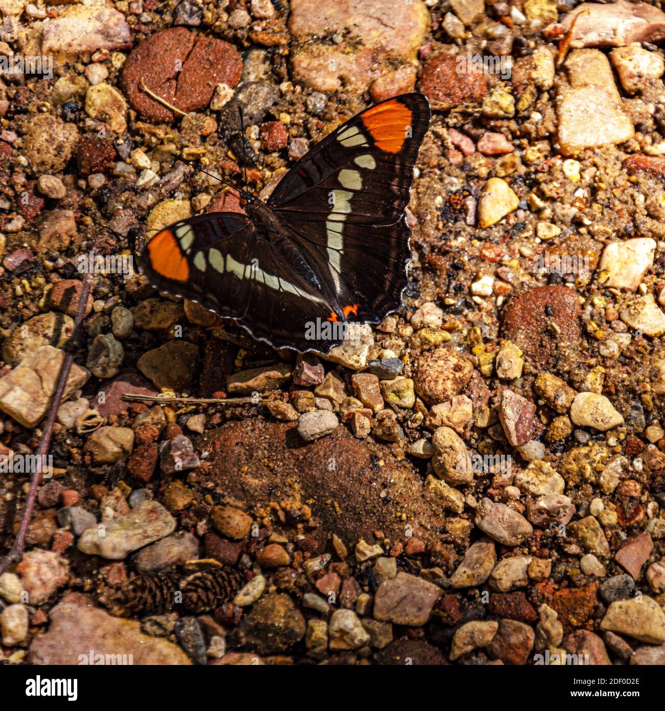 A butterfly on the ground on the West Fork Trail in Sedona, Arizona ...