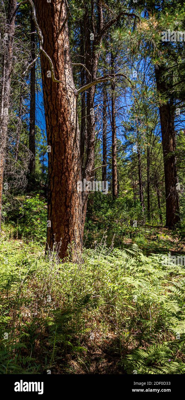 A tall tree stands in the forest on the West Fork Trail in Sedona ...