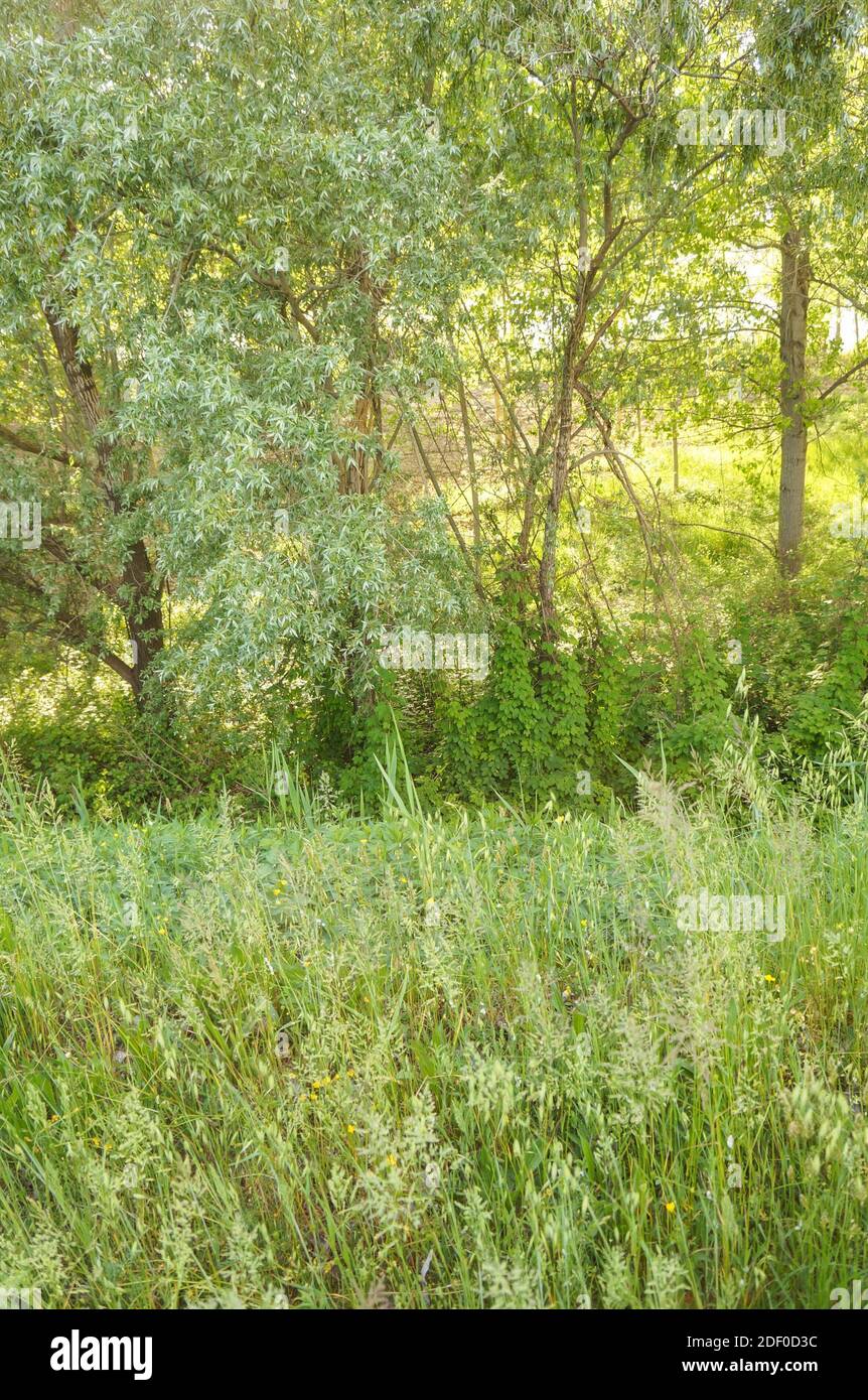 A vertical image of a field of long grasses with trees in the ...