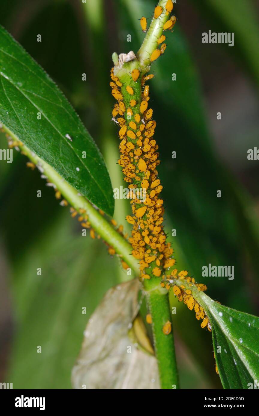 Orange milkweed aphids on milkweed hi-res stock photography and images ...
