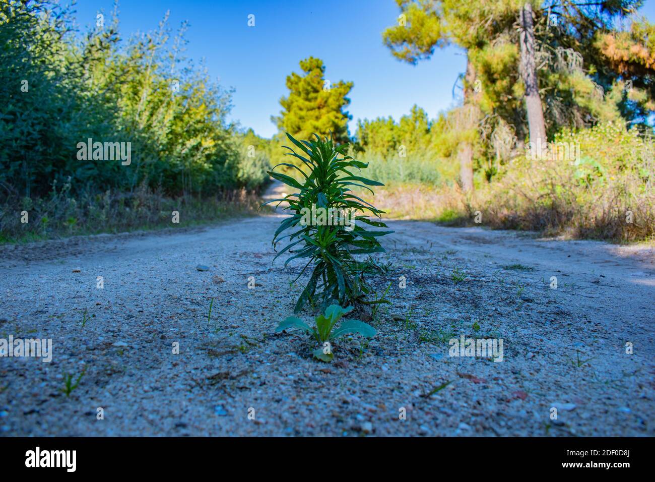 Weed day hi-res stock photography and images - Alamy