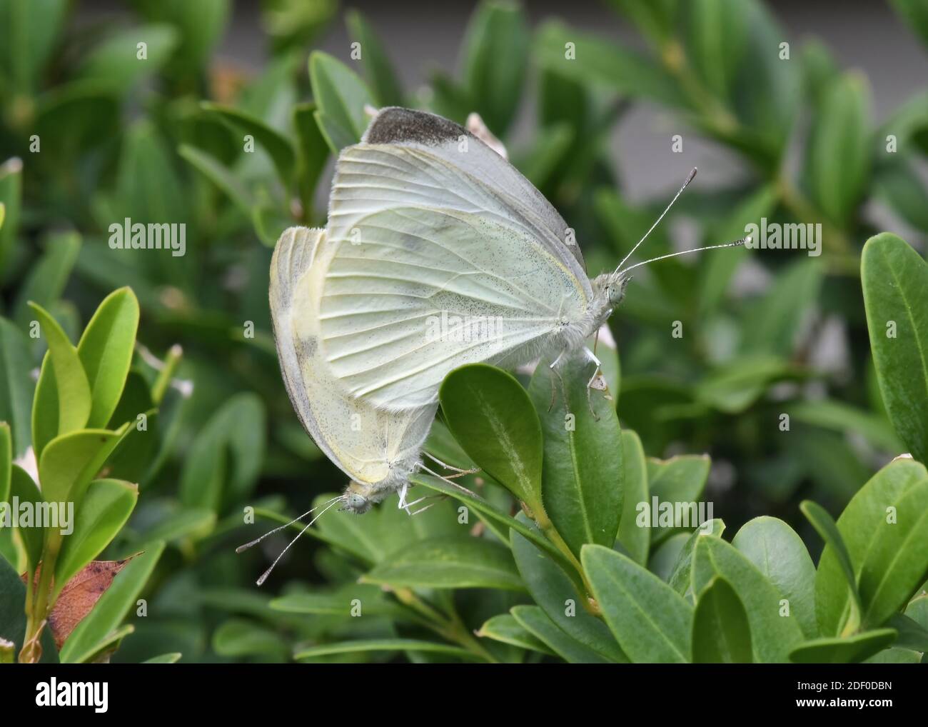 Mating pair of small white butterflies hi-res stock photography and ...