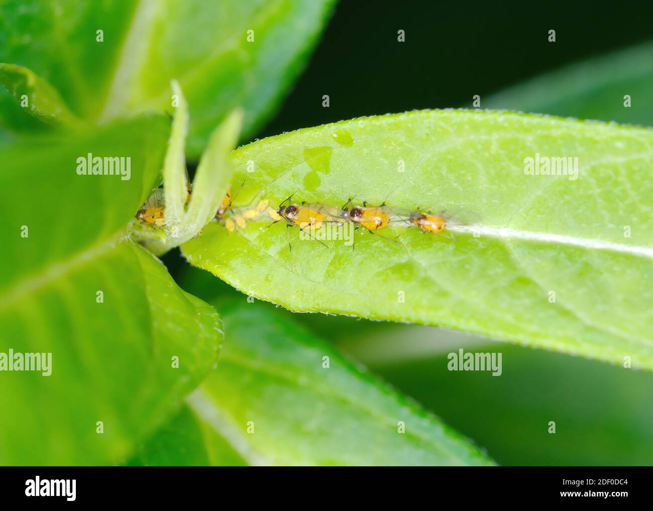 Adult Aphid High Resolution Stock Photography and Images - Alamy