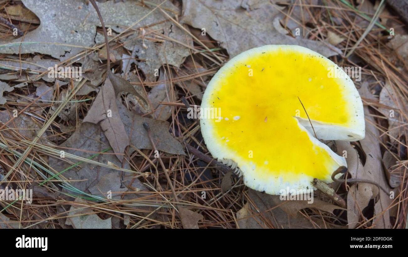 Flat yellow mushroom (possibly Russula lutea) on a forest floor Stock ...