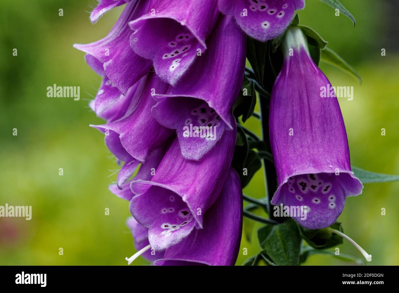Digitalis purpurea, the foxglove or common foxglove, is a species of ...