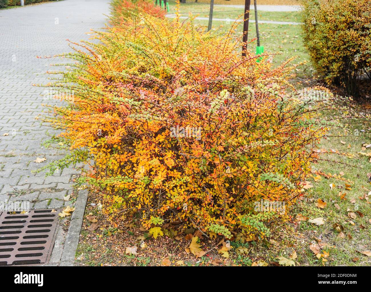 A row of colorful shrub along a street Stock Photo - Alamy