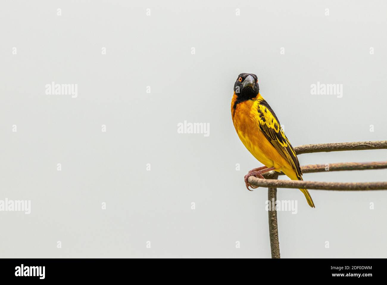 Black-Headed weaver (Ploceus melanocephalus), also known as yellow ...