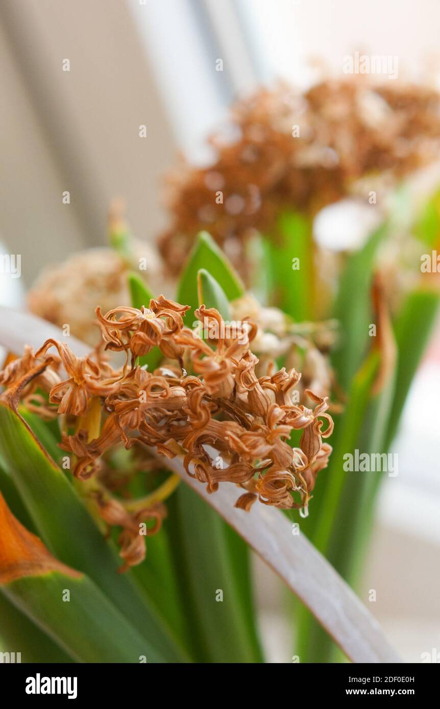 A soft focus of dried hyacinth flowers on a window sill Stock Photo - Alamy