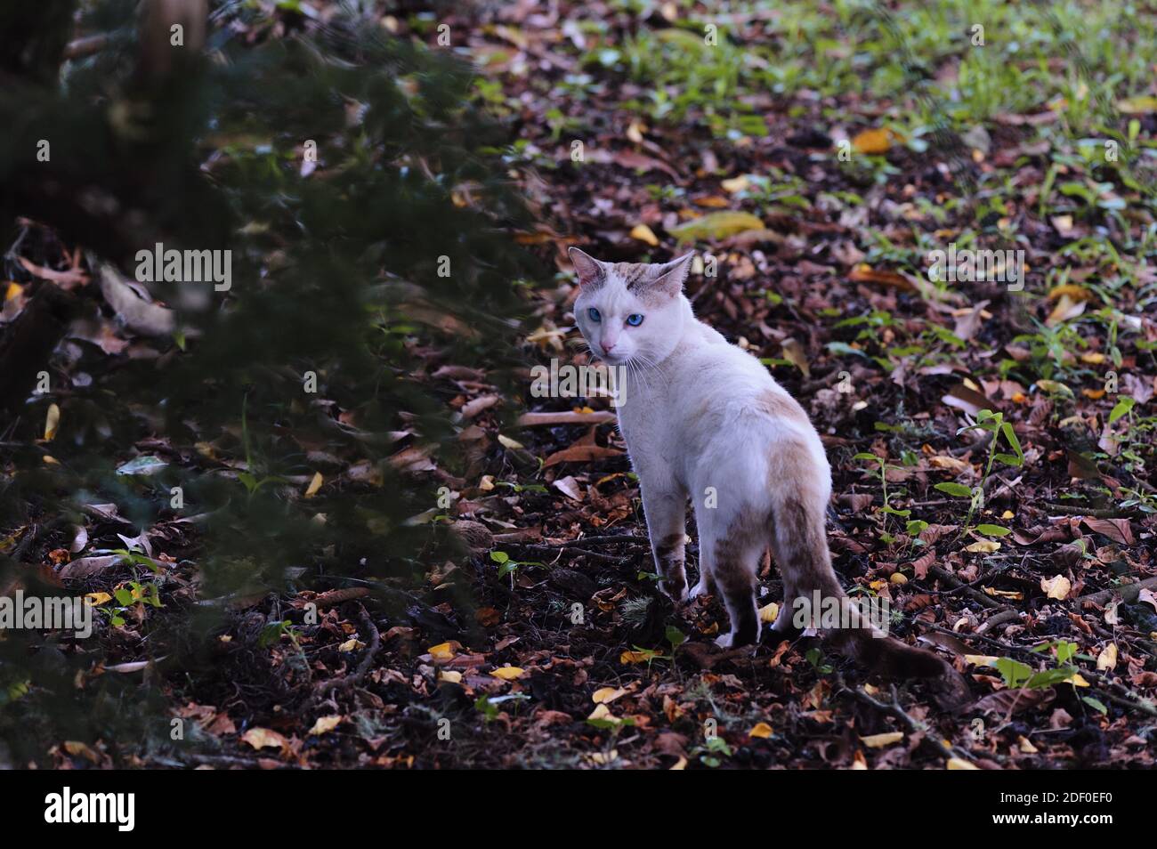 State of Rio de Janeiro, Brazil. Blue eyes white fur male cat ...