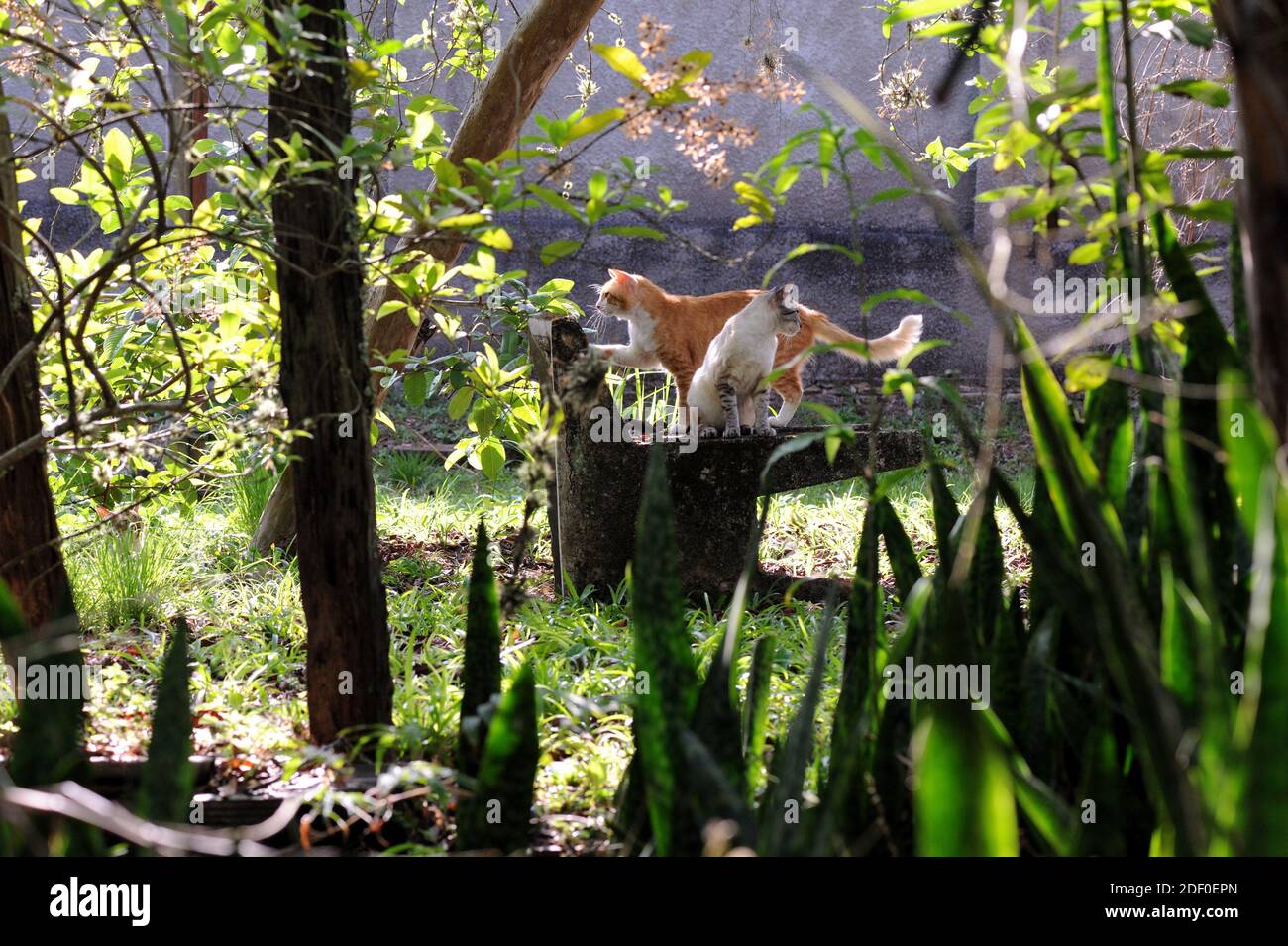 State of Rio de Janeiro, Brazil. An orange and a gray domestic cats ...
