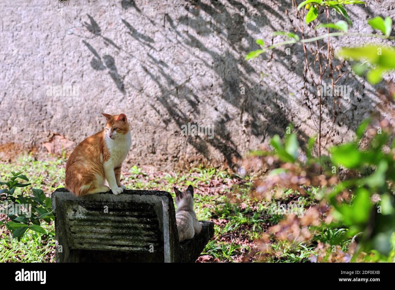 State of Rio de Janeiro, Brazil. Healthy and curious domestic cats ...