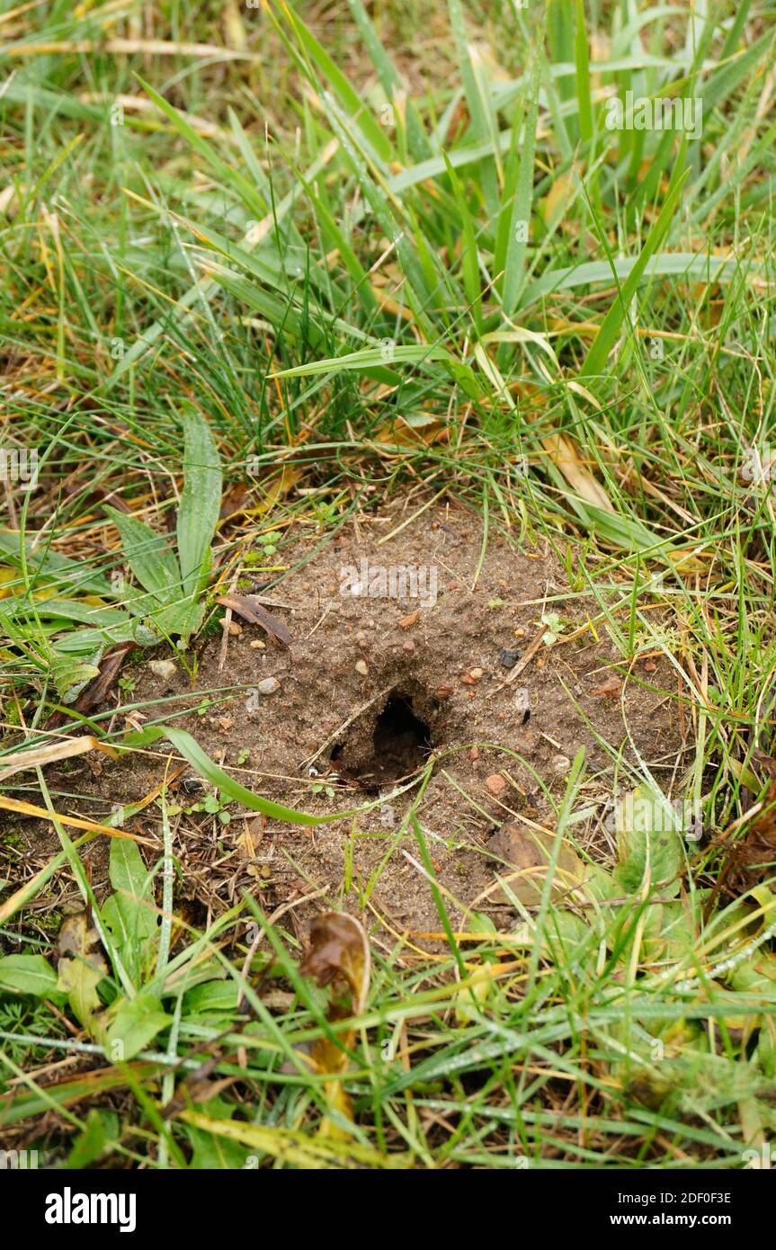 A top view of a mouse hole on a grass ground Stock Photo - Alamy