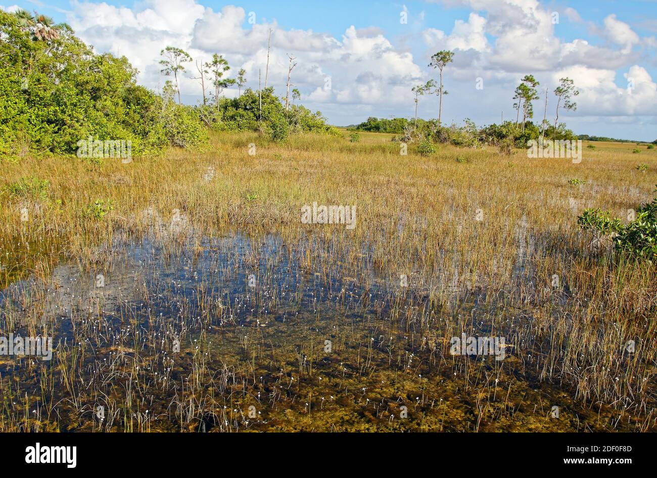landscape, scene, swampy ground, vegetation, water, nature, Everglades ...