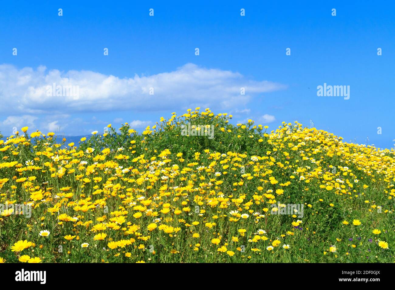 Margarita landscape hi-res stock photography and images - Alamy