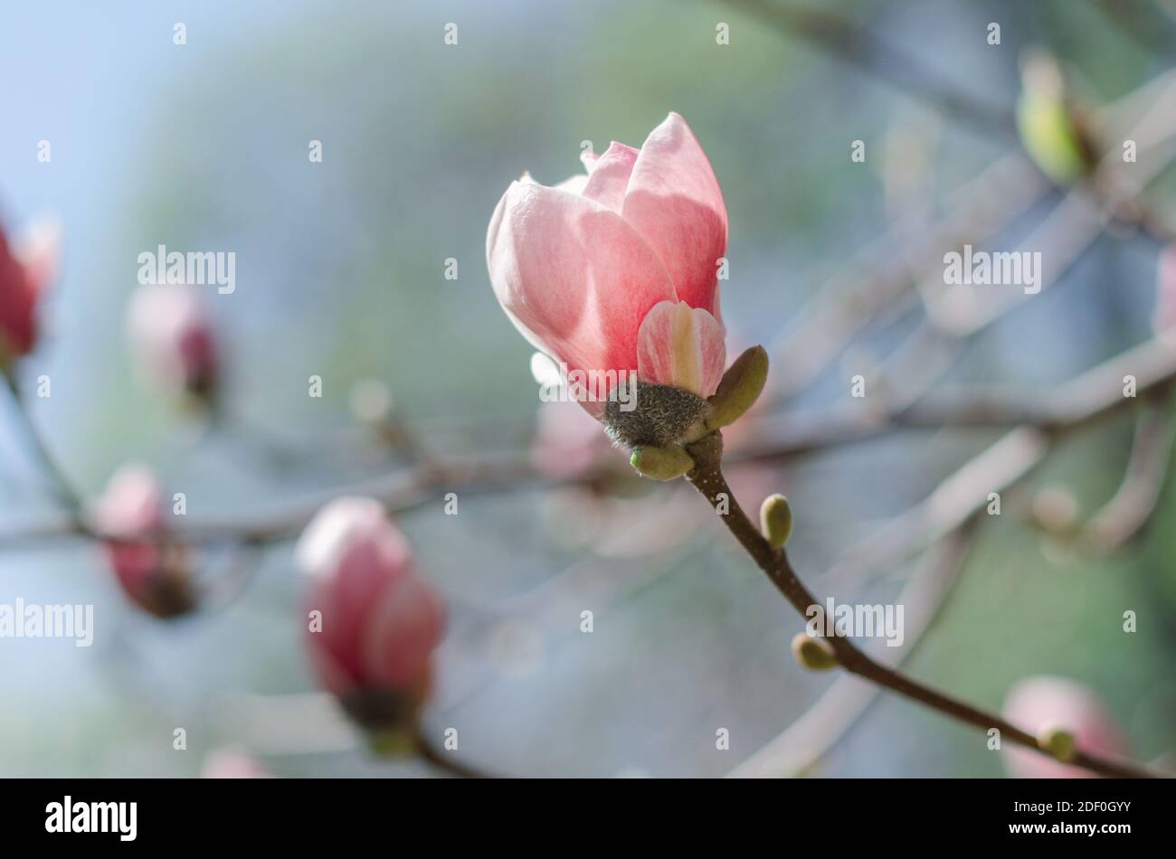 Beautiful magnolia tree blossoms in springtime. Jentle magnolia flower ...