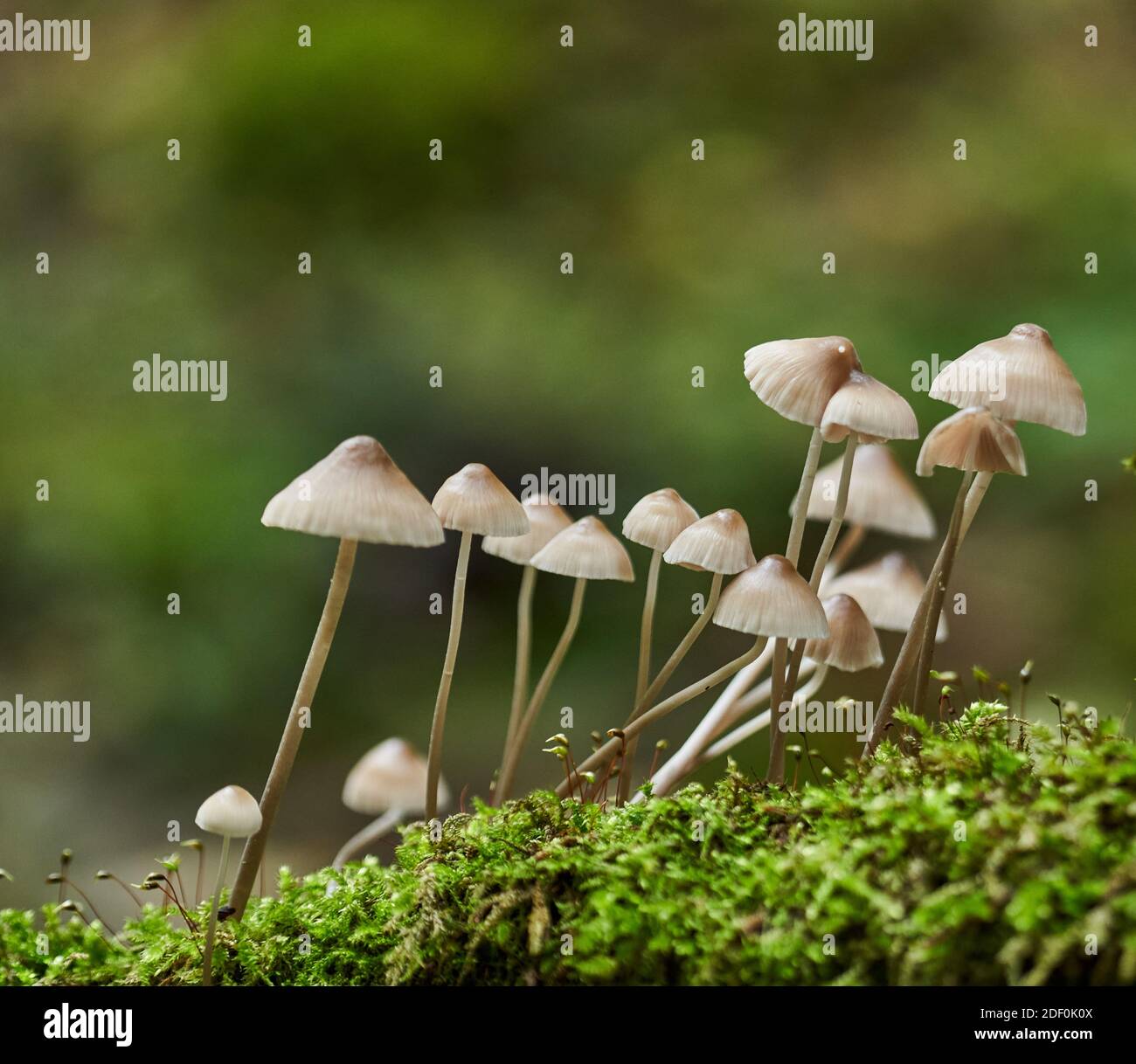 Parasite mushroom colony growing on a tree stump Stock Photo - Alamy