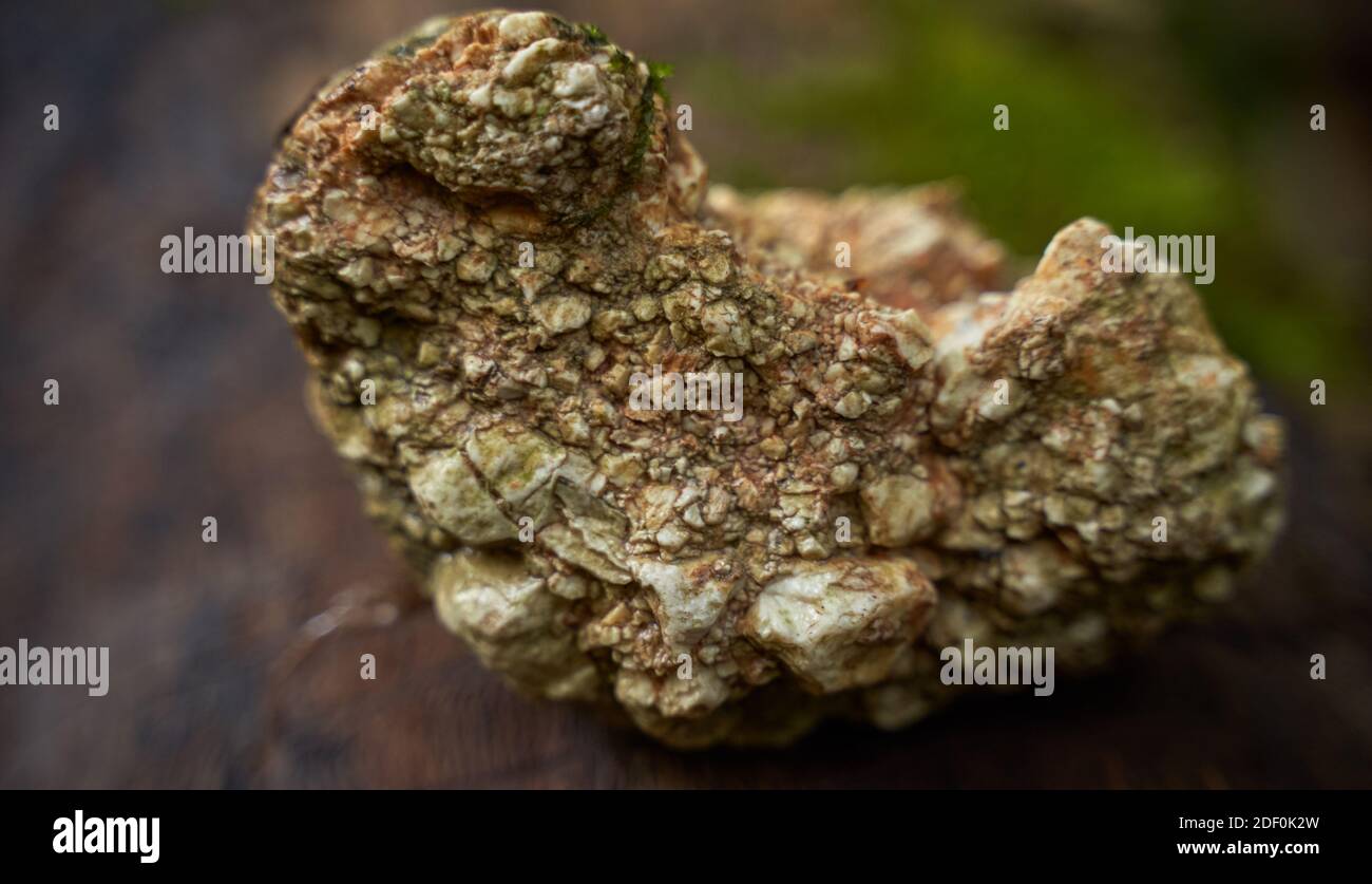 Sedimentary limestone rock in closeup on the ground Stock Photo - Alamy