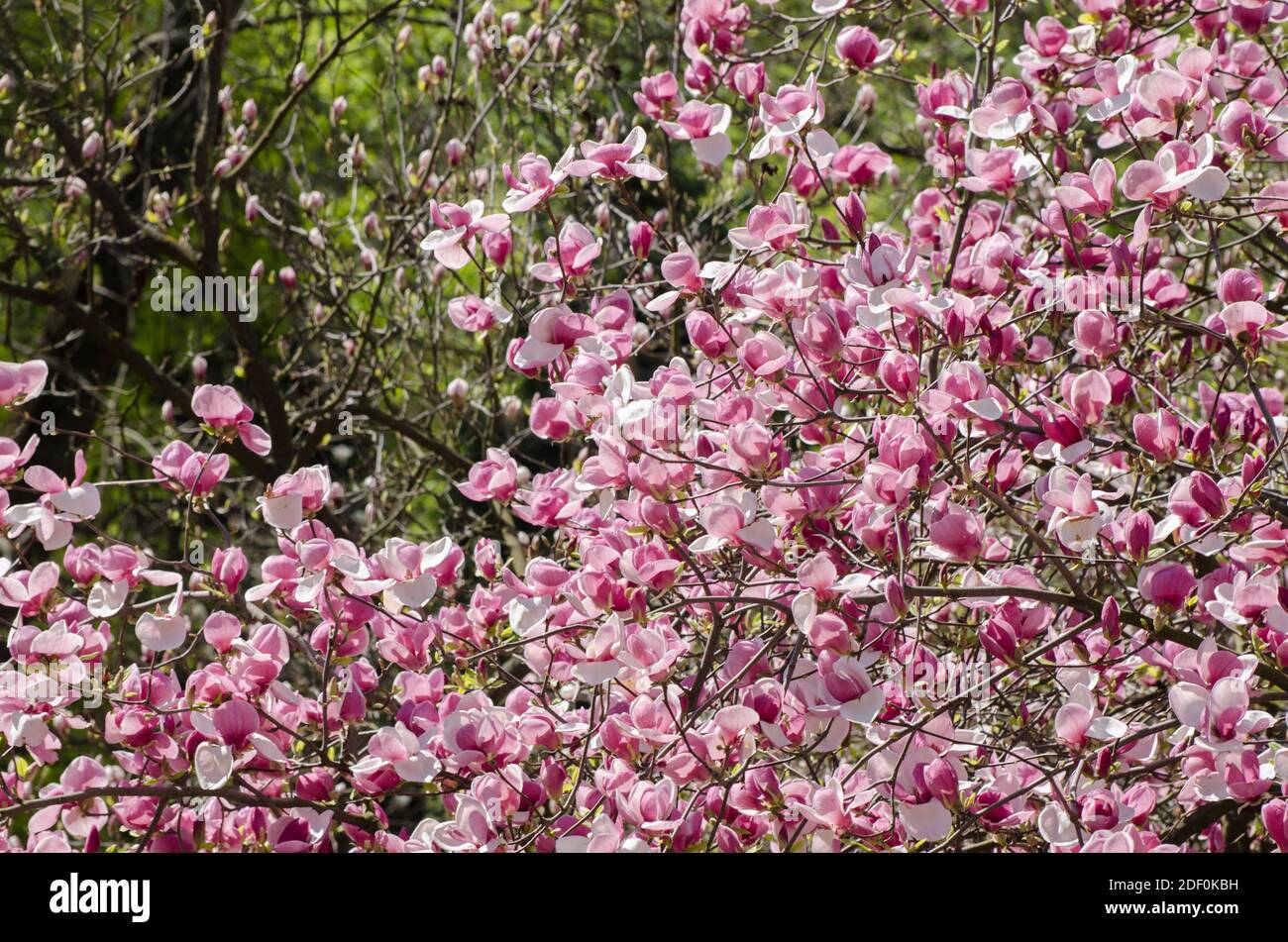 Beautiful magnolia tree blossoms in springtime. Jentle magnolia flower ...