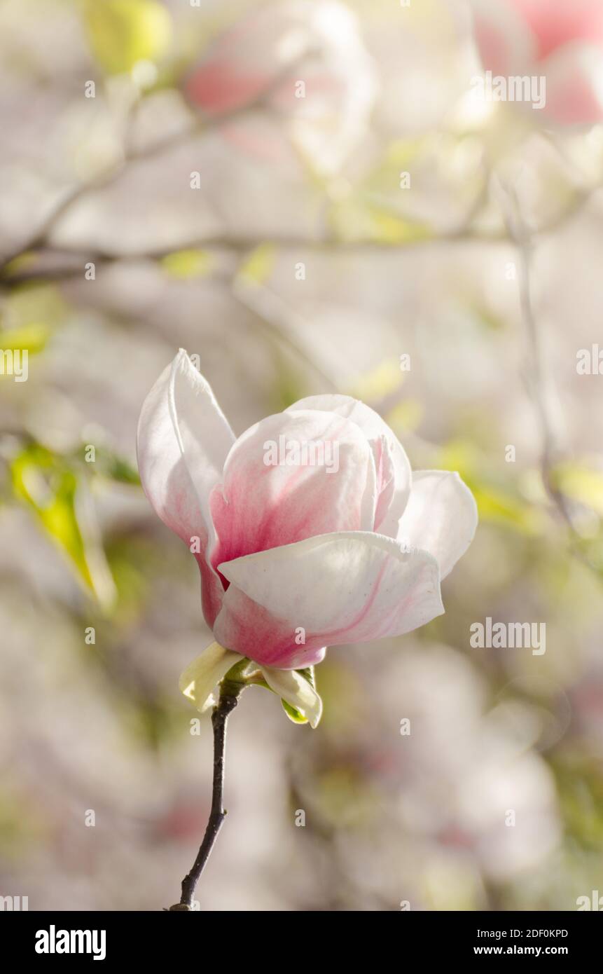 Beautiful magnolia tree blossoms in springtime. Jentle magnolia flower ...