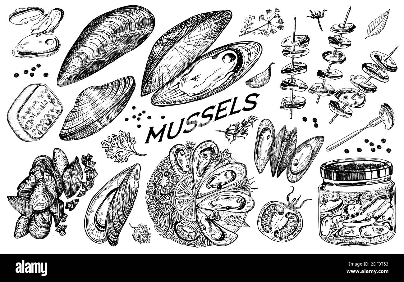Sea mussels in vintage retro style. Nautical molluscs. Ocean food ...