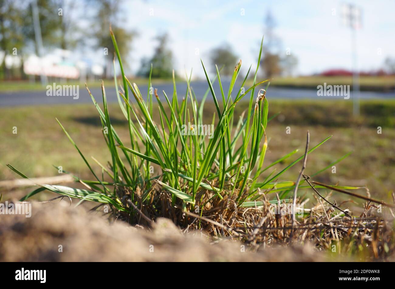 A patch of green grass growing in the field Stock Photo - Alamy