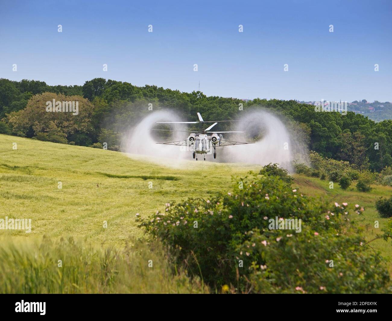 Aerial spraying over a field of wheat to control pests in agriculture ...