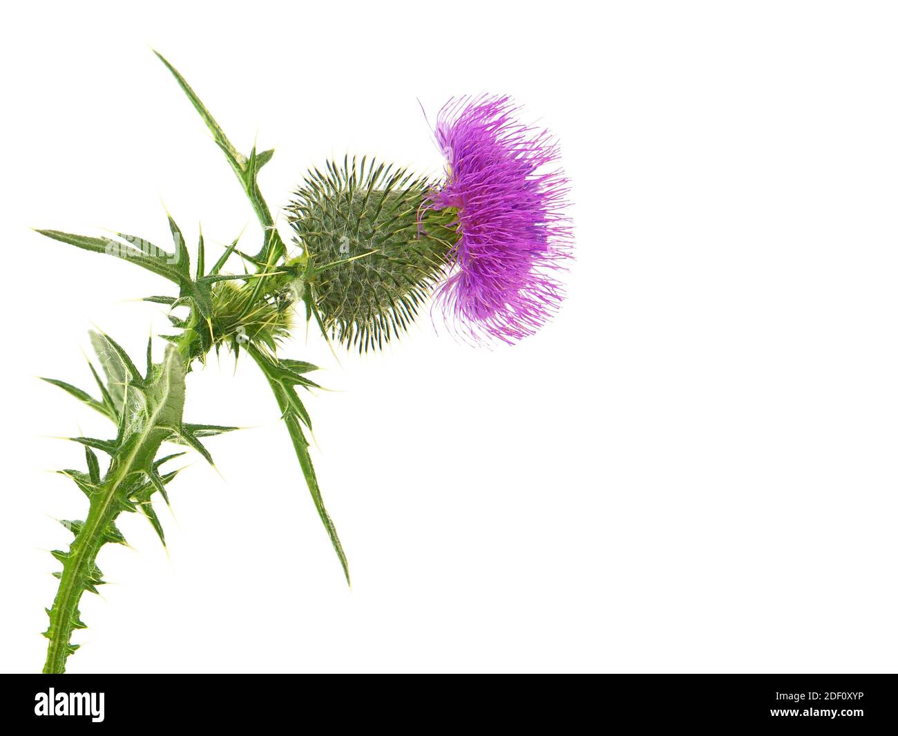 Purple spear thistle flower isolated on white Stock Photo - Alamy