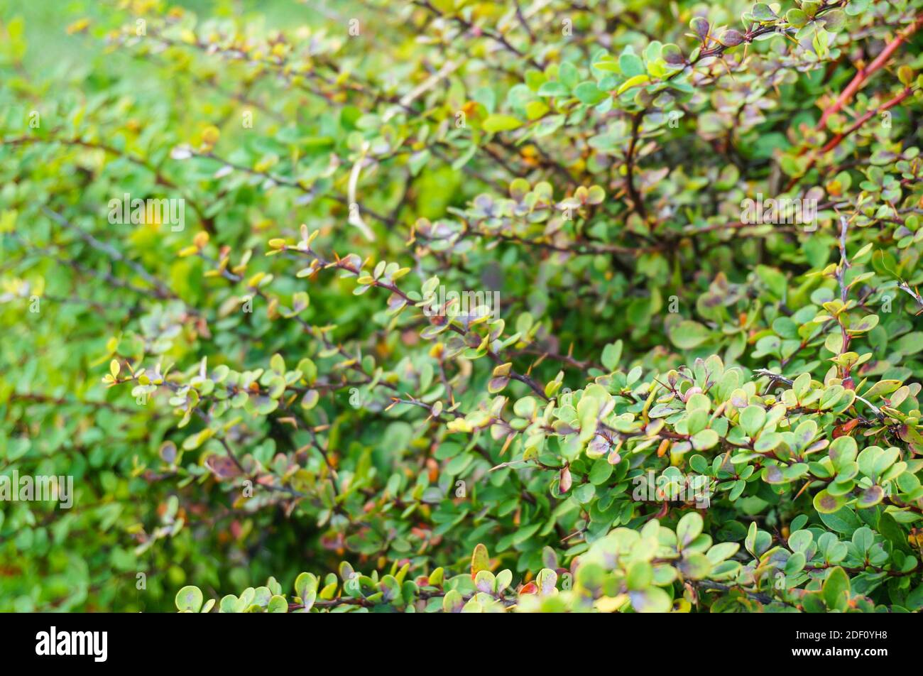 A soft focus shot leaves of a small vine plant with thick growth Stock ...