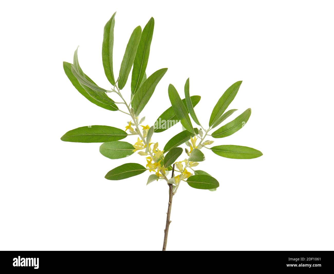 Branch of blooming Russian olive tree isolated on white, Elaeagnus ...