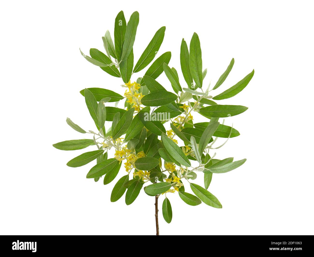 Branch of blooming Russian olive tree isolated on white, Elaeagnus ...