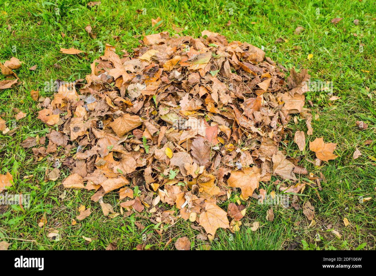 Spring green leaves bunch hi-res stock photography and images - Alamy