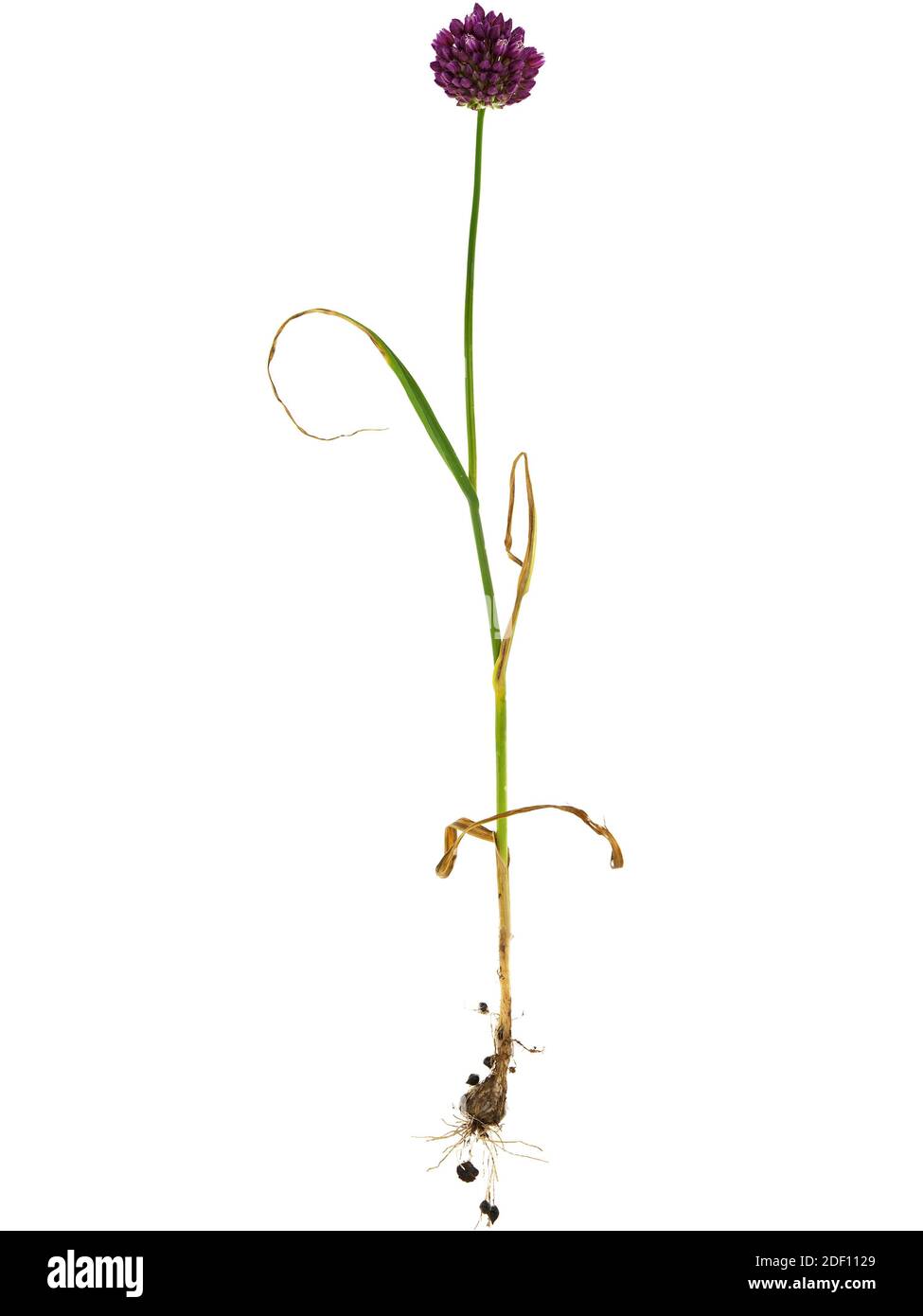 Wild garlic or crow garlic isolated on white, Allium vineale Stock ...